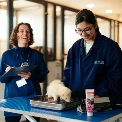 Equine | Riseholme College